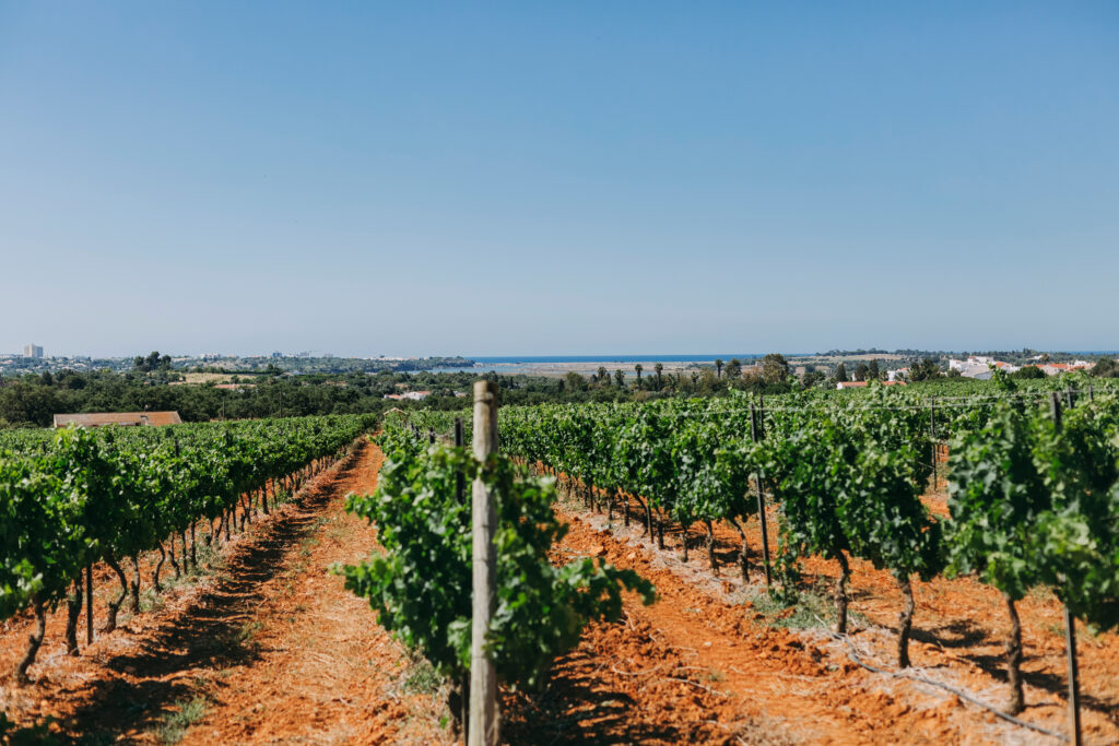 Vindima Algarvia com Villa Alvor - Mais Magazine